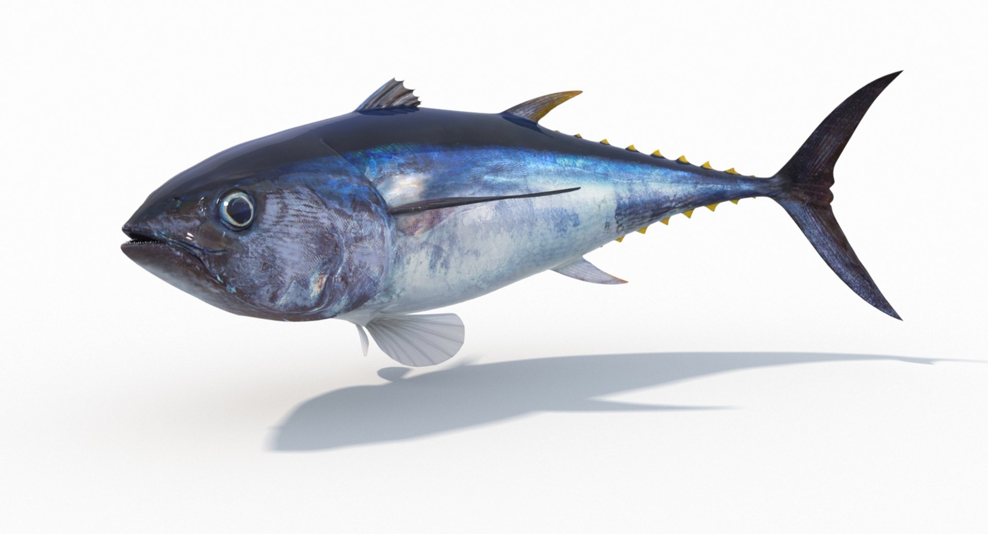 Tuna Fish Animation 3D - TurboSquid 1243932
