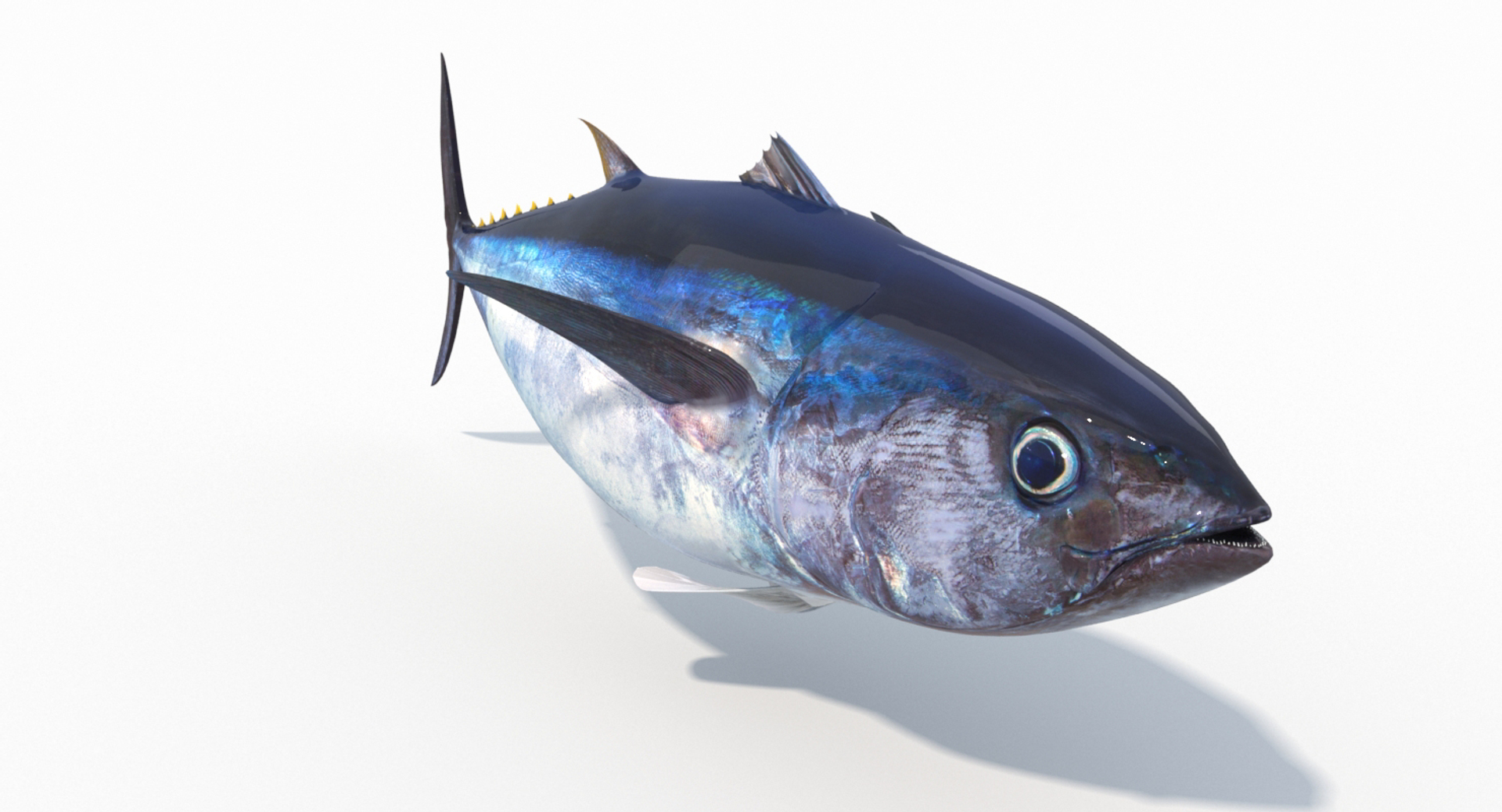 Tuna Fish Animation 3D - TurboSquid 1243932