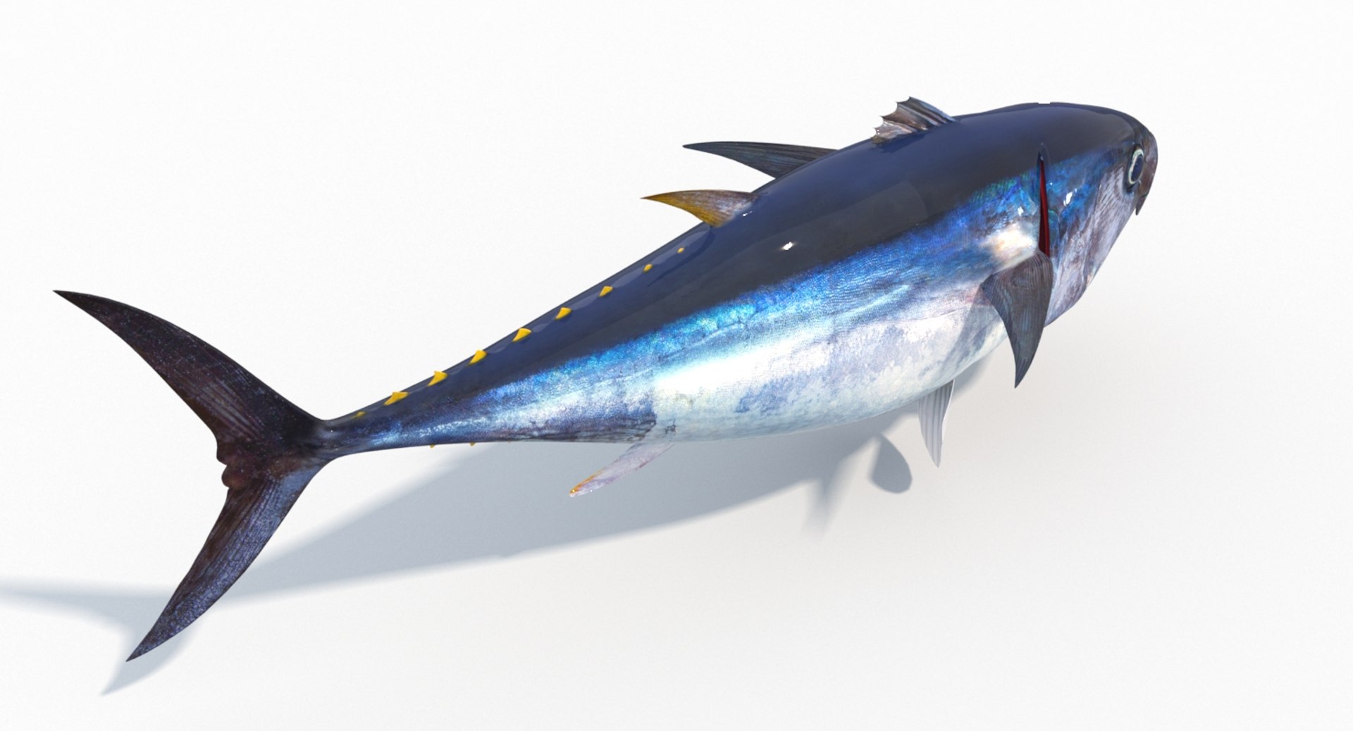 Tuna Fish Animation 3D - TurboSquid 1243932