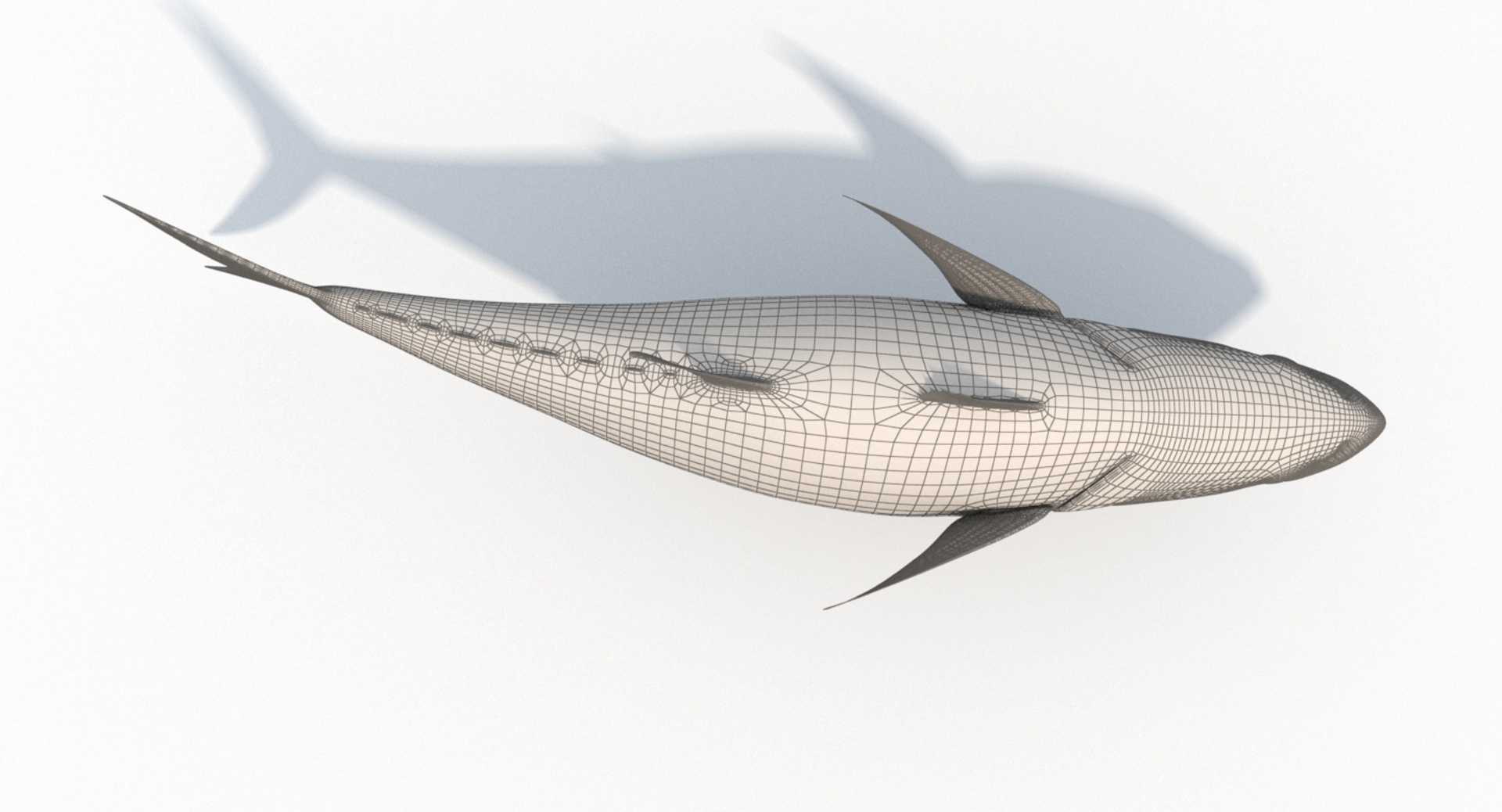 Tuna Fish Animation 3D - TurboSquid 1243932