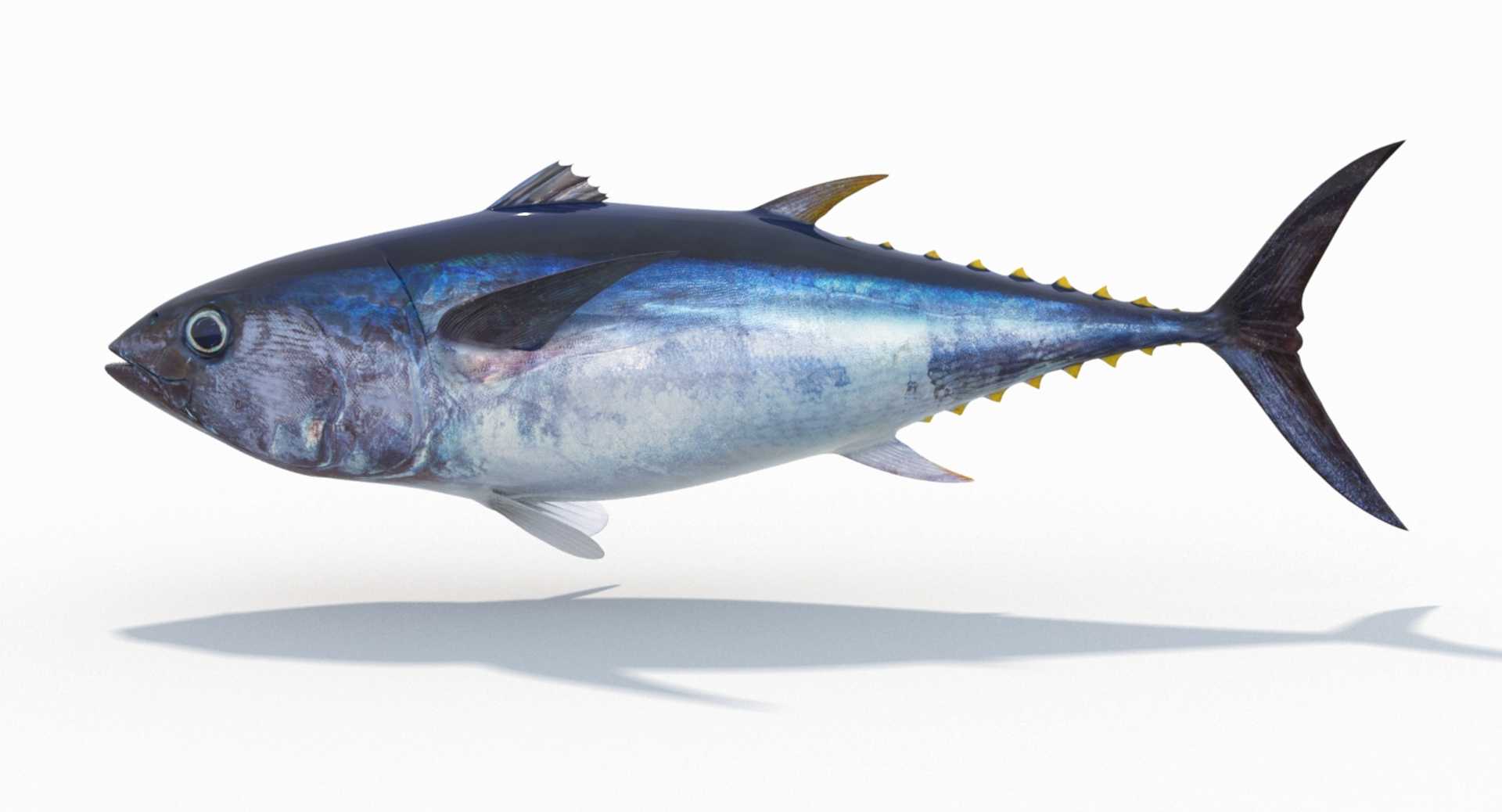 Tuna Fish Animation 3D - TurboSquid 1243932