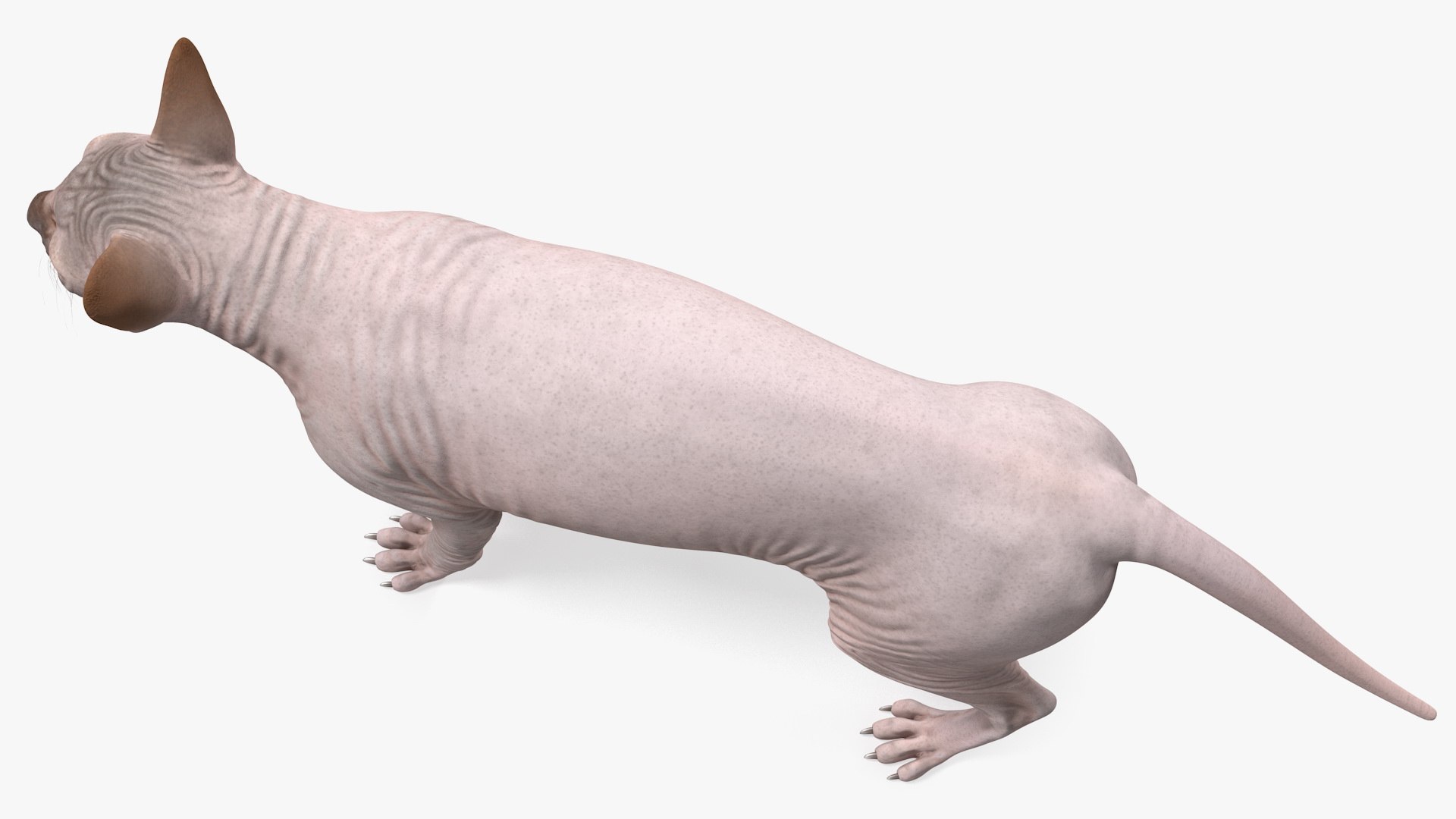 Dark cream sphynx cat 3D - TurboSquid 1662995