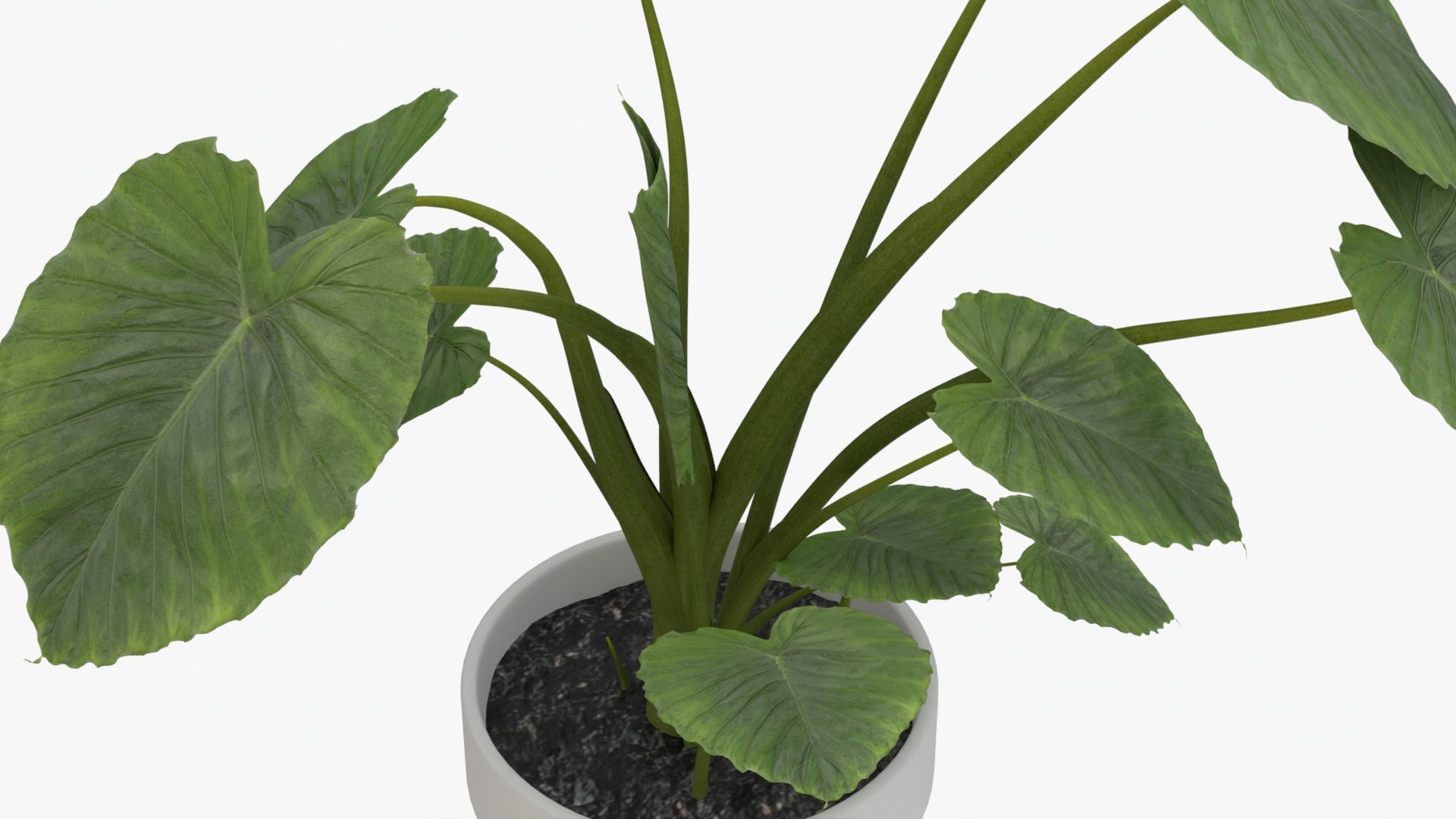 Realistic Guinea Shield Gabi Taro 3D Model - TurboSquid 1968142