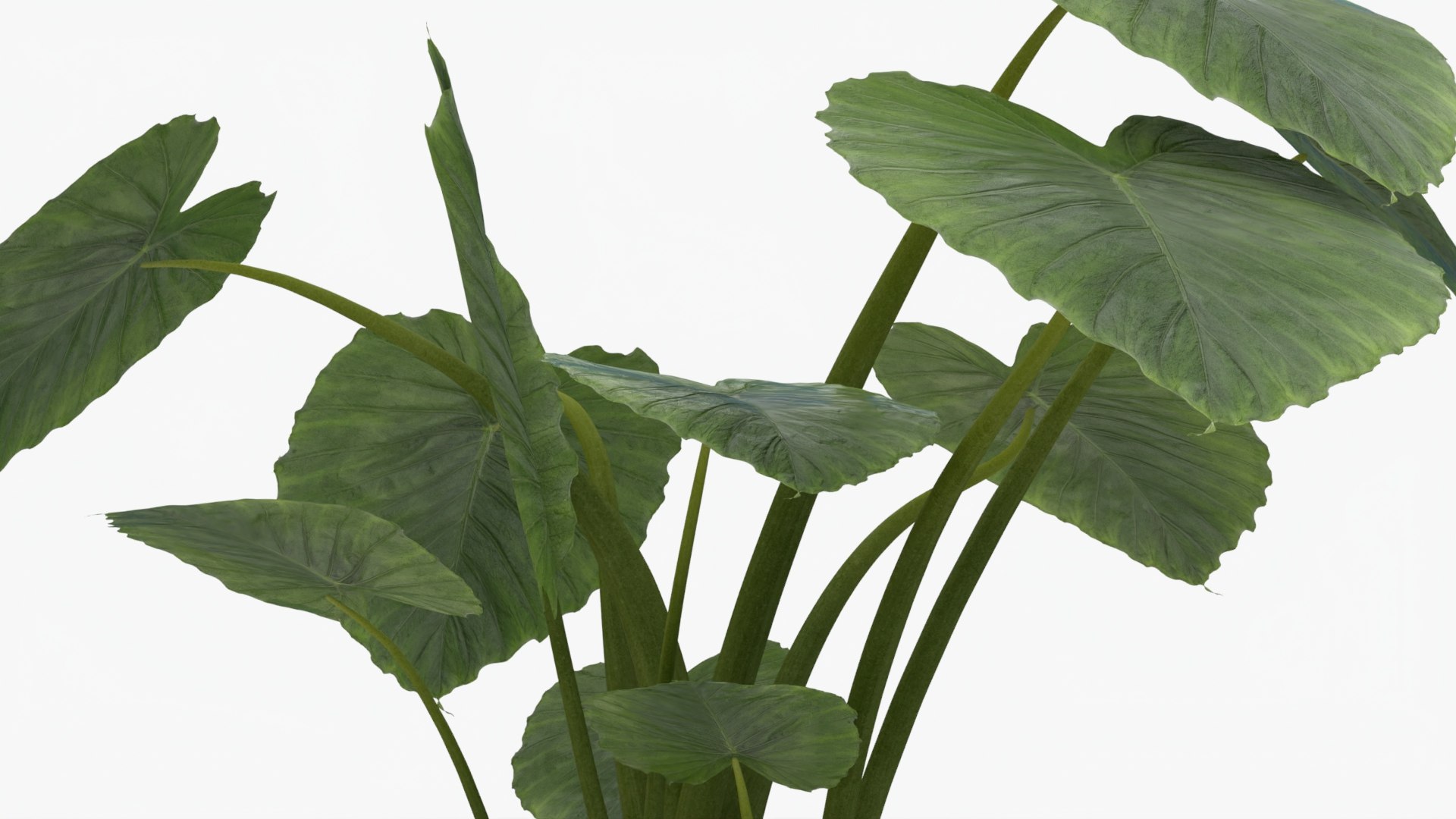 Realistic Guinea Shield Gabi Taro 3D Model - TurboSquid 1968142