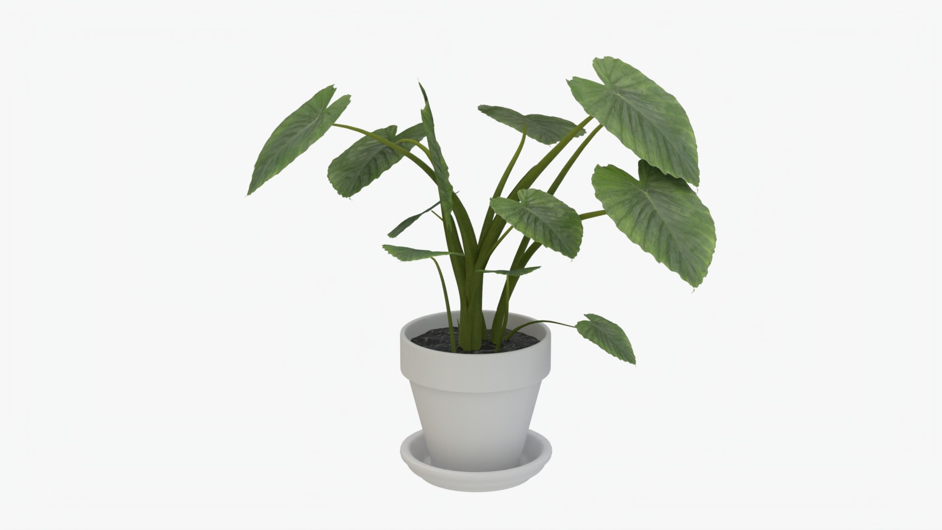 Realistic Guinea Shield Gabi Taro 3D Model - TurboSquid 1968142