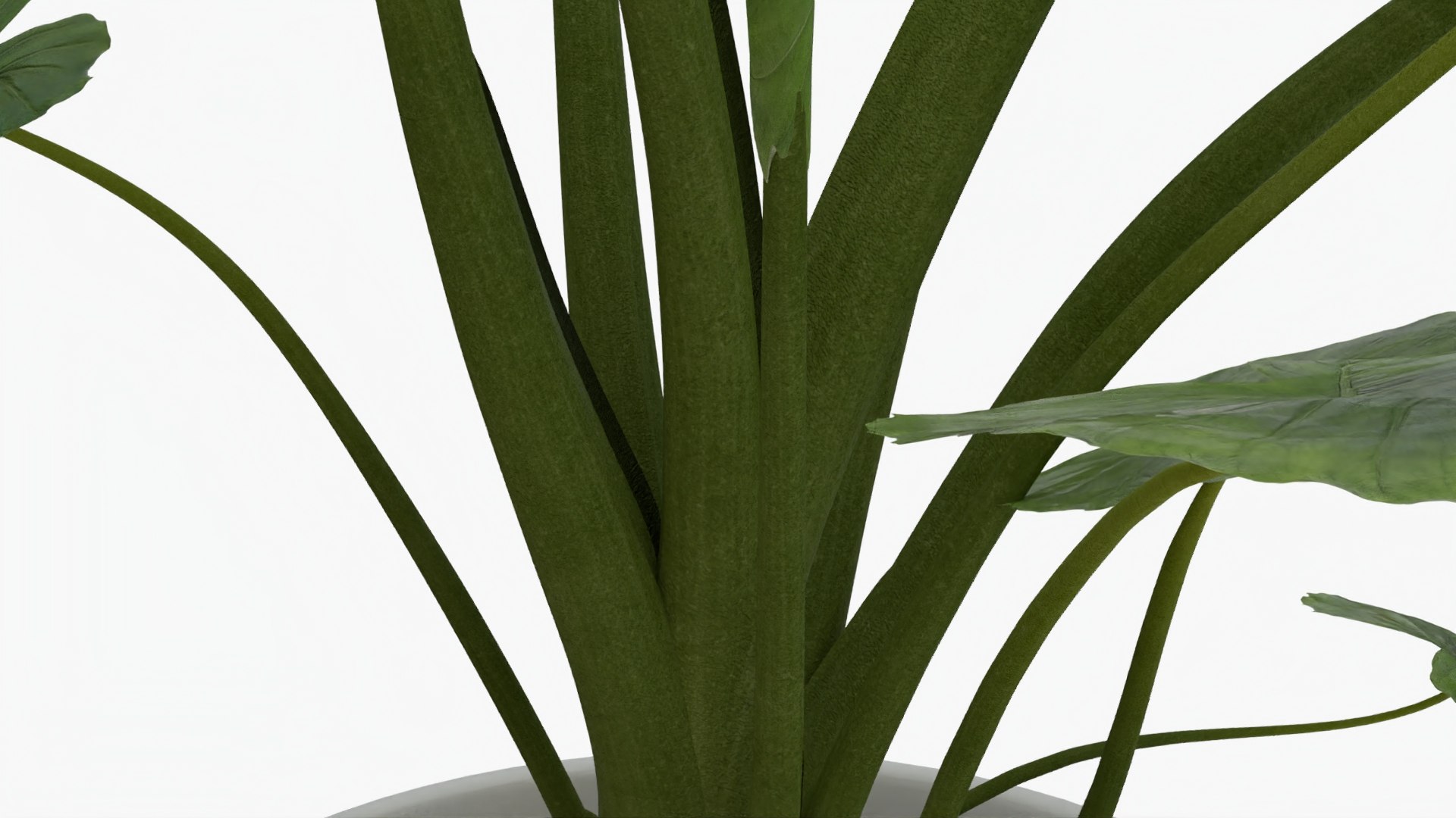 Realistic Guinea Shield Gabi Taro 3D Model - TurboSquid 1968142