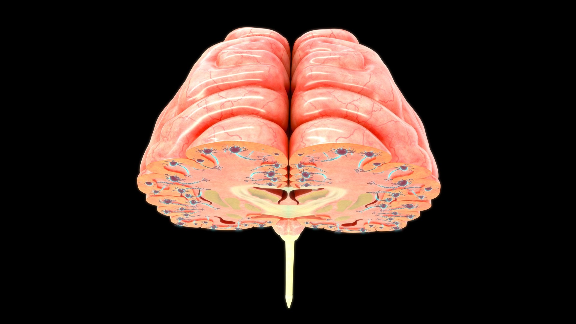 3D Human Brain Cross Section With Neurons - TurboSquid 2190110
