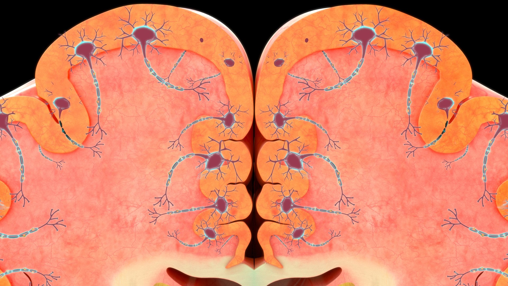 3D Human Brain Cross Section With Neurons - TurboSquid 2190110