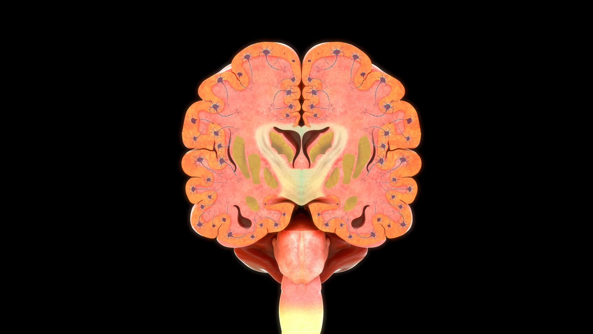 3D Human Brain Cross Section With Neurons - TurboSquid 2190110