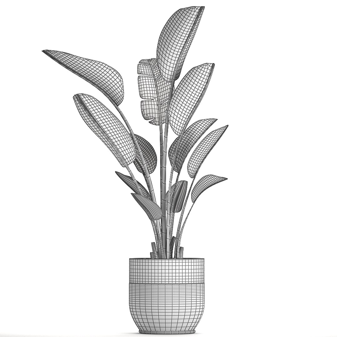 Decorative Interior Strelitzia 3D Model - TurboSquid 1634037