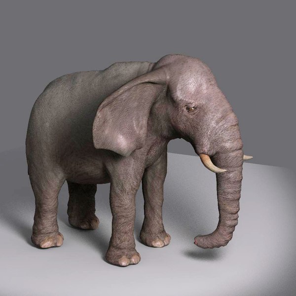 Elephant 3D Models for Download | TurboSquid