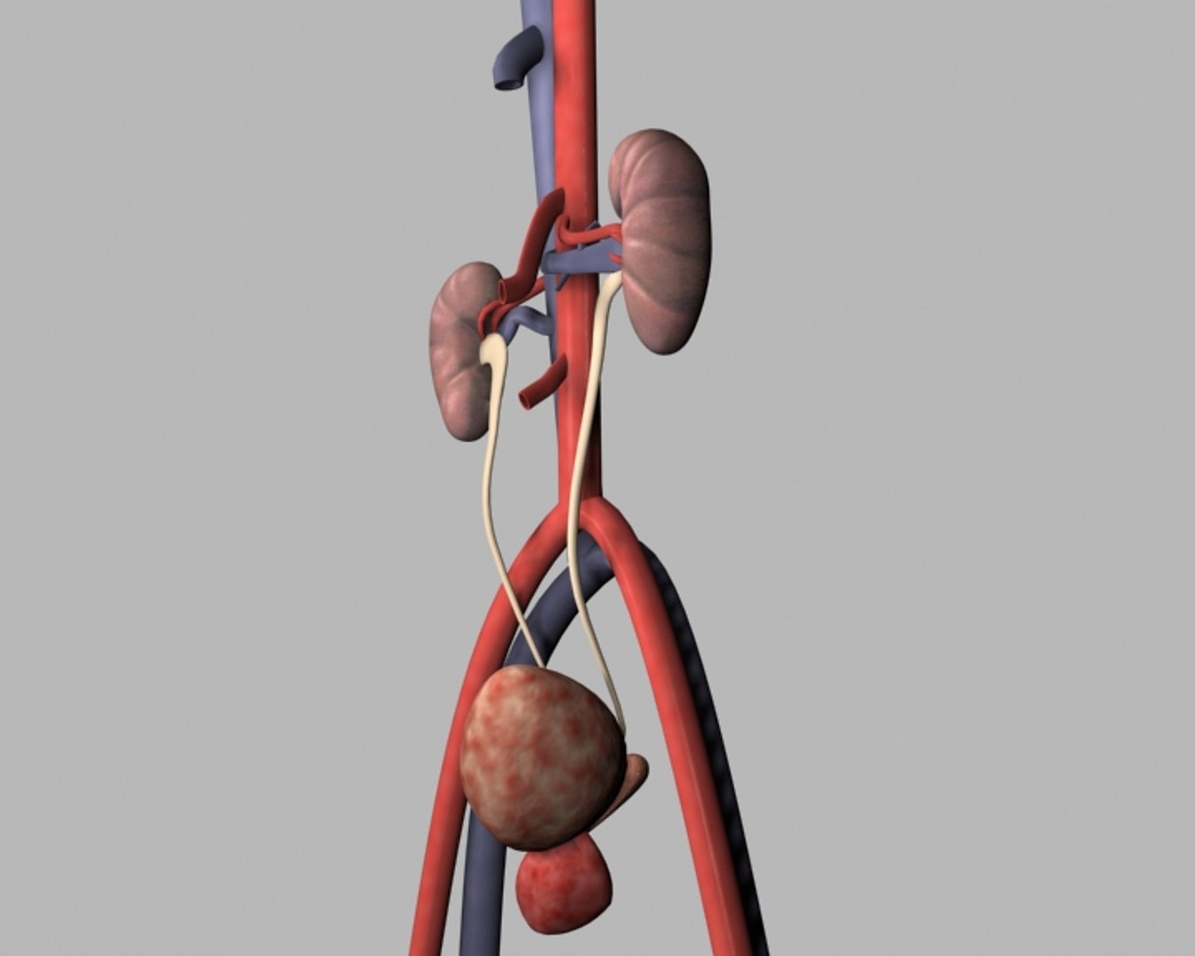Kidney Bladder 3d Model