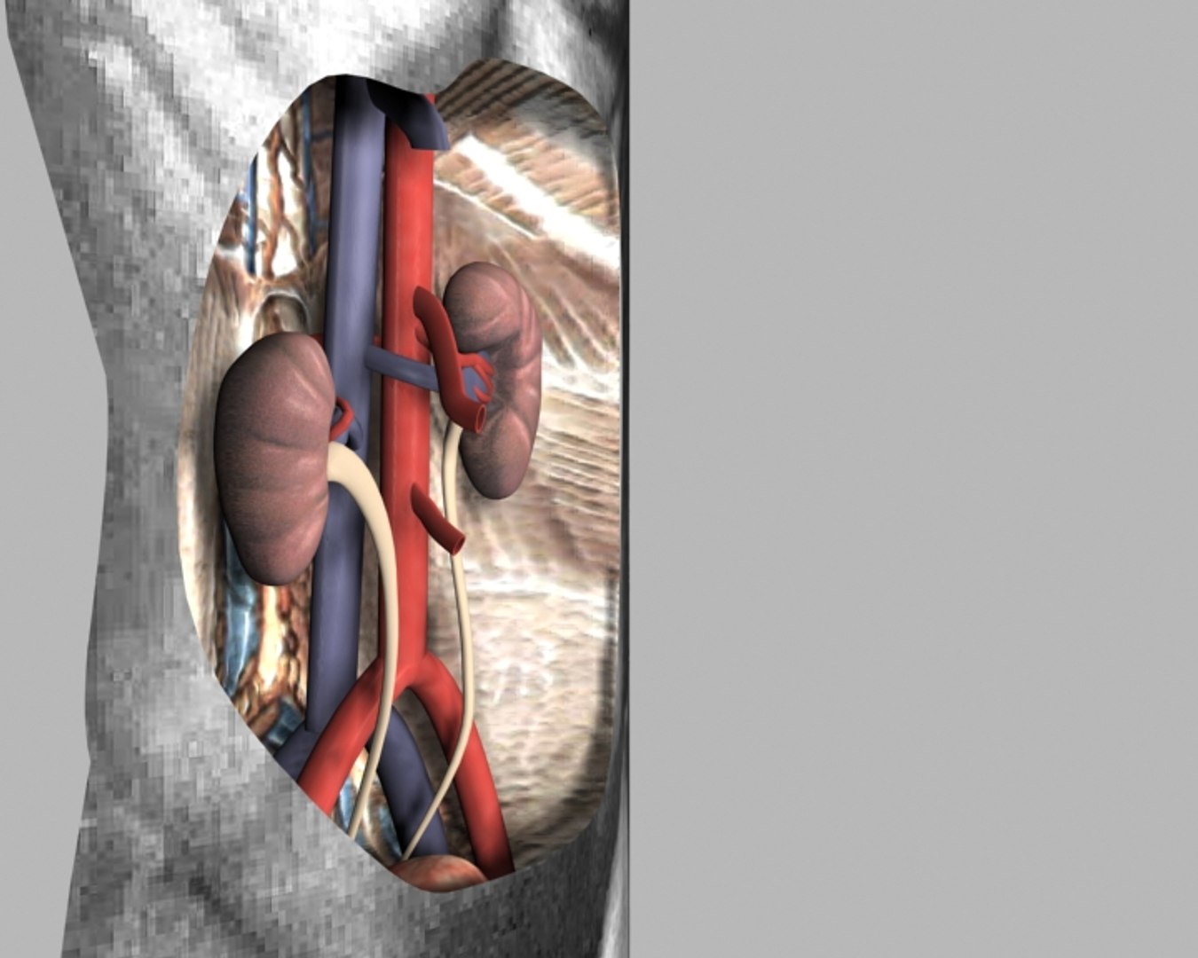 Kidney Bladder 3d Model