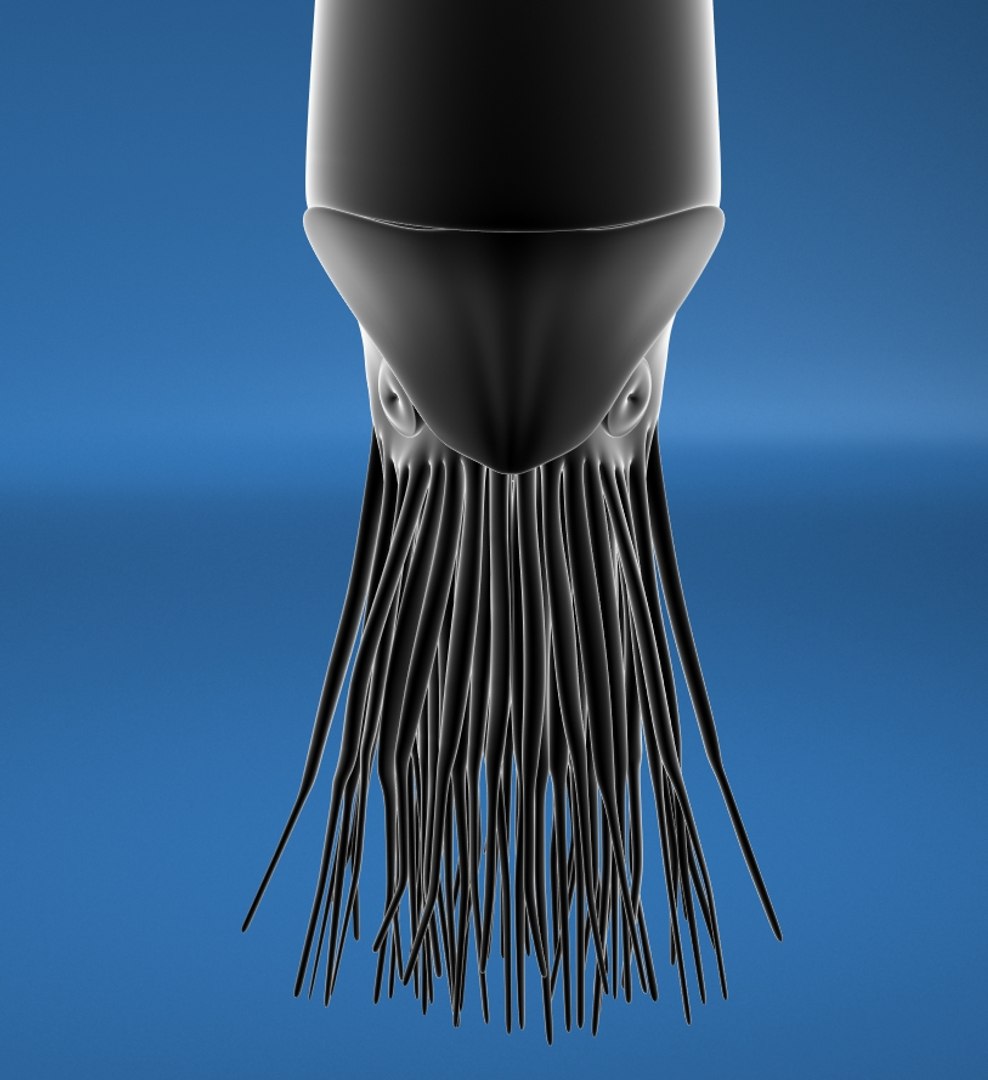 Orthoceras 3d Model