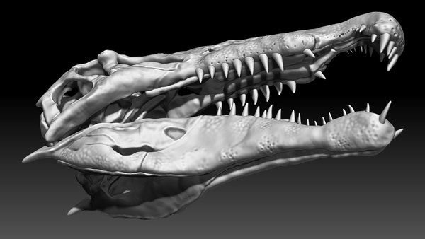 3D model Spinosaurus Skull Set - TurboSquid 1714701