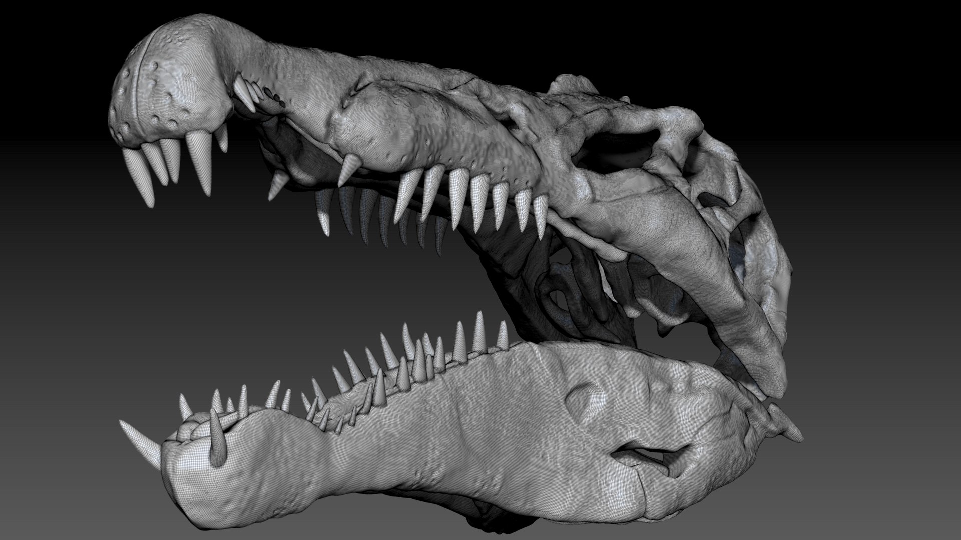 3D Model Spinosaurus Skull Set - TurboSquid 1714701