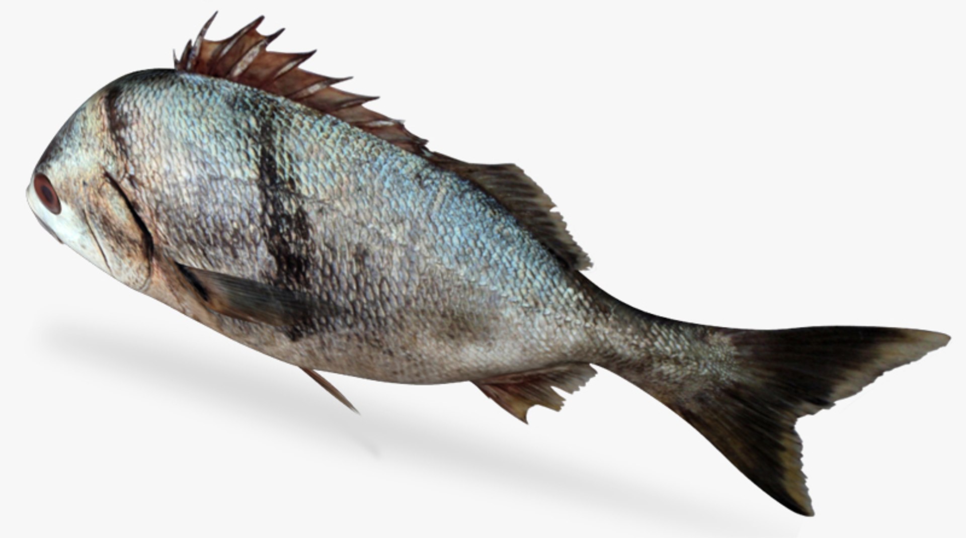 3d model sargo anisotremus davidsonii