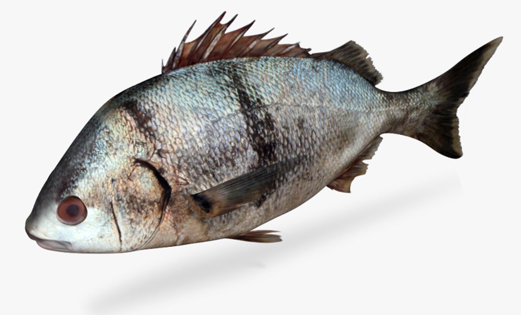 3d model sargo anisotremus davidsonii