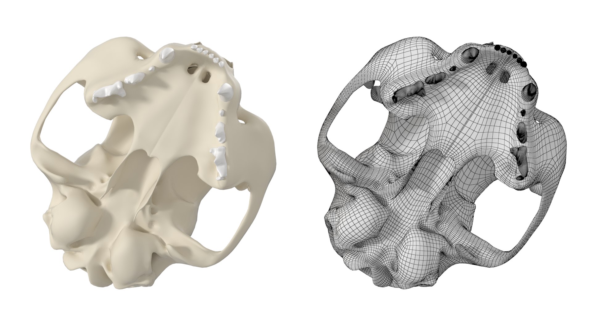 Cat Skull 3D Model - TurboSquid 2180009