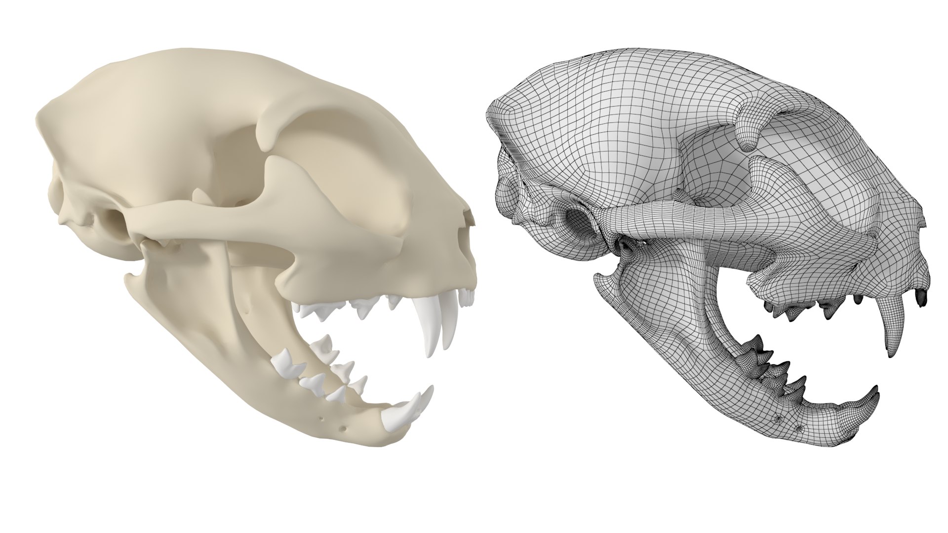 Cat Skull 3D Model - TurboSquid 2180009