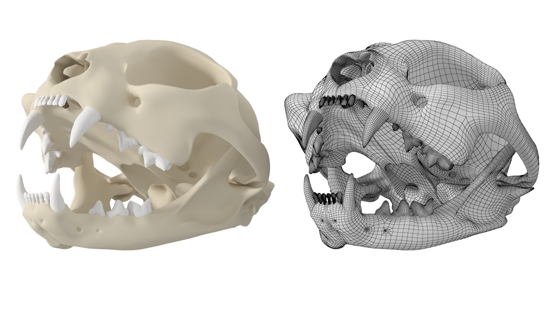 Cat Skull 3D Model - TurboSquid 2180009