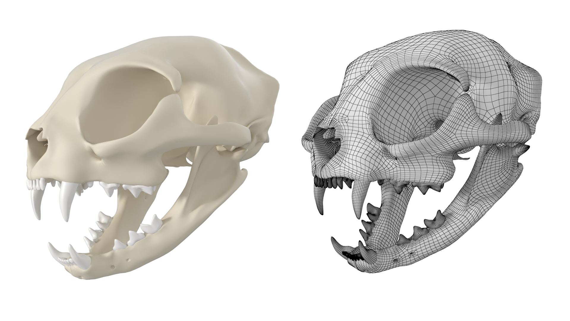 Cat Skull 3D Model - TurboSquid 2180009