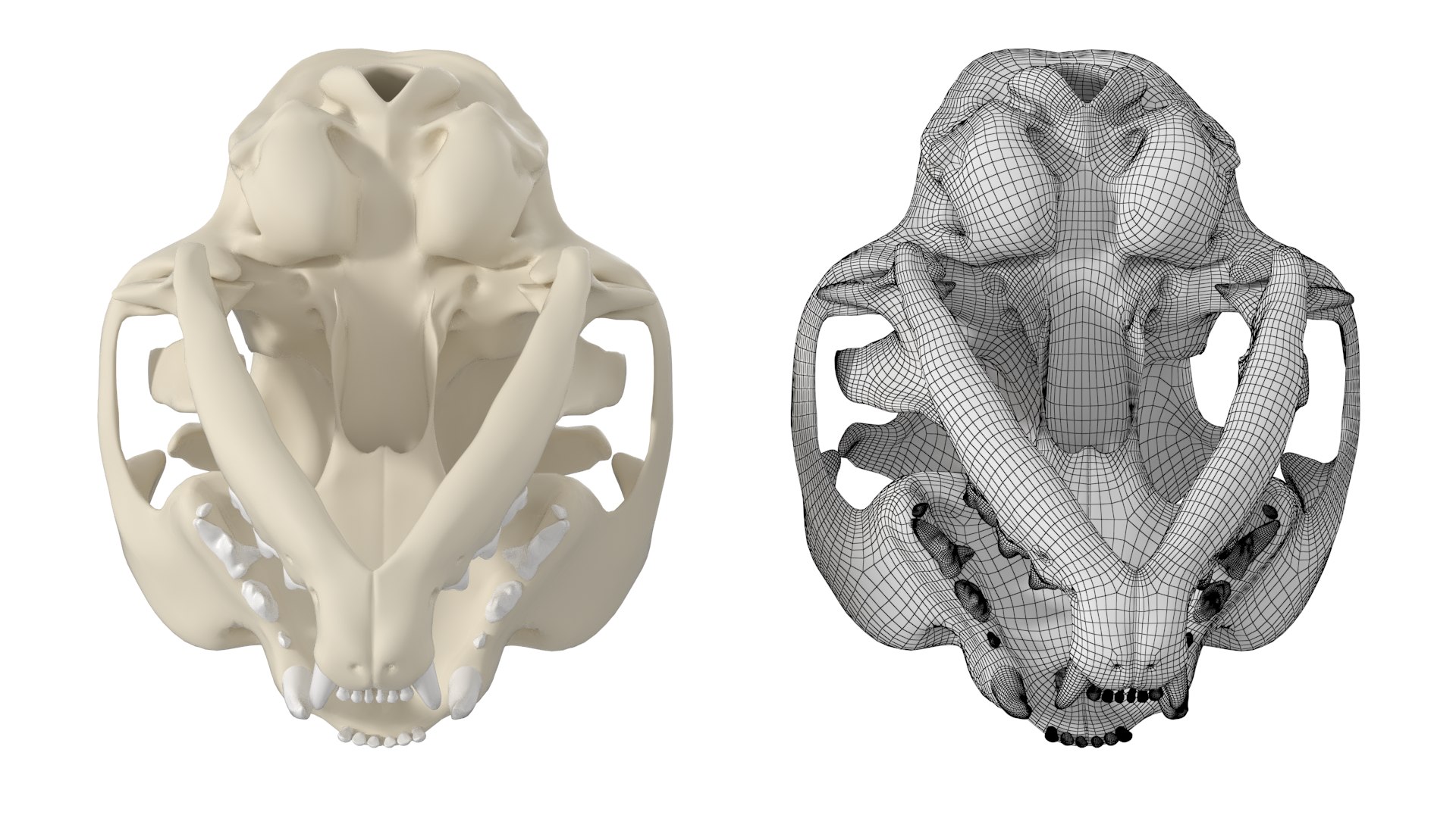 Cat Skull 3D Model - TurboSquid 2180009