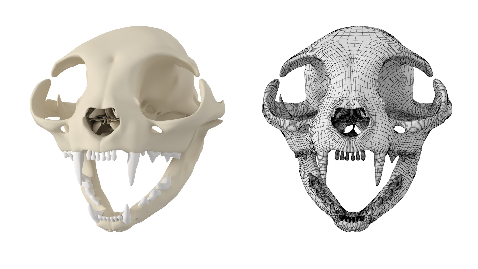 Cat Skull 3D Model - TurboSquid 2180009