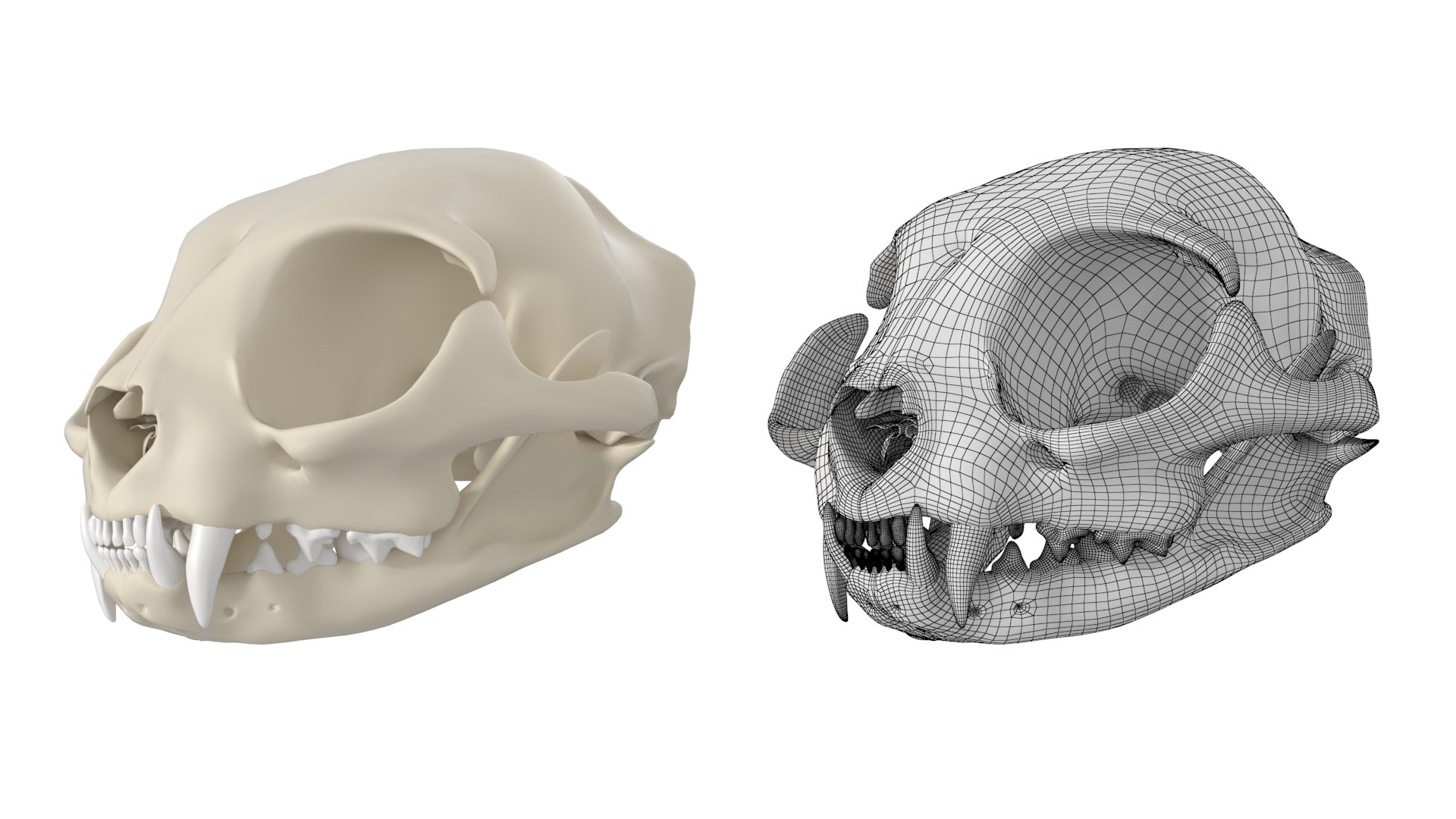 Cat Skull 3D Model - TurboSquid 2180009