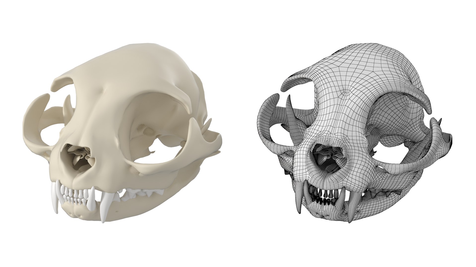 Cat Skull 3D Model - TurboSquid 2180009