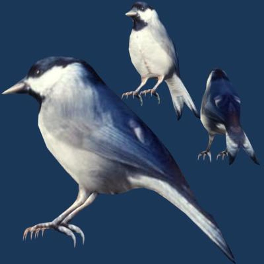 Chickadee Max