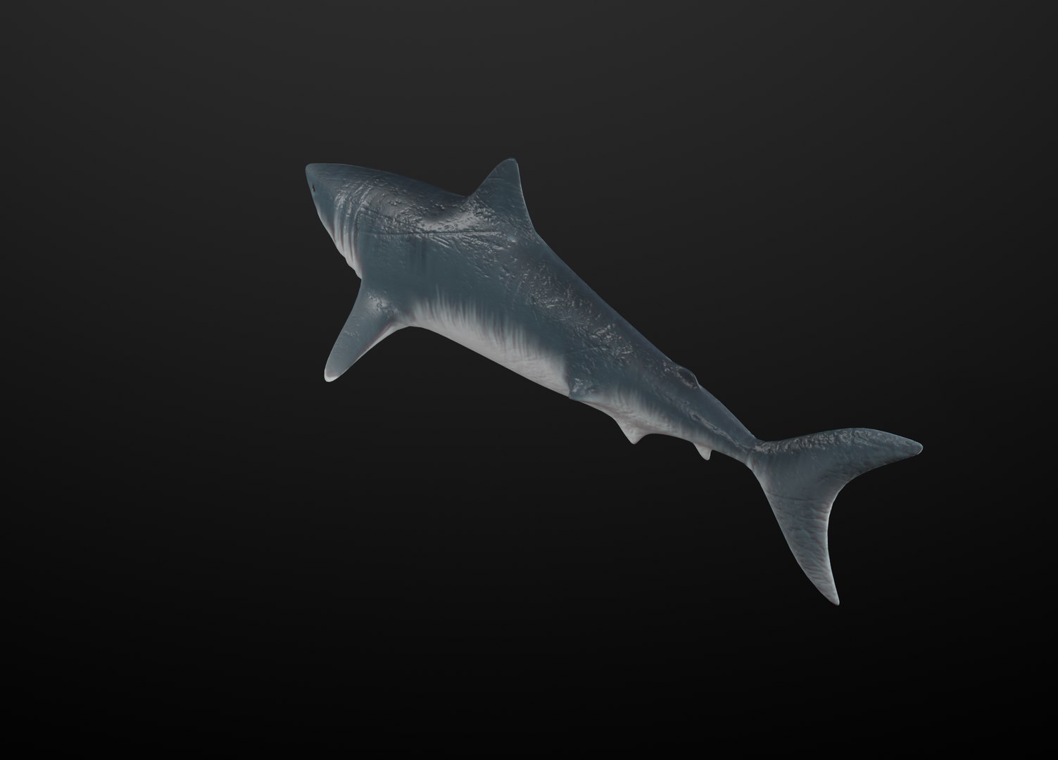 3D Shark Swimming Animation - TurboSquid 1615066