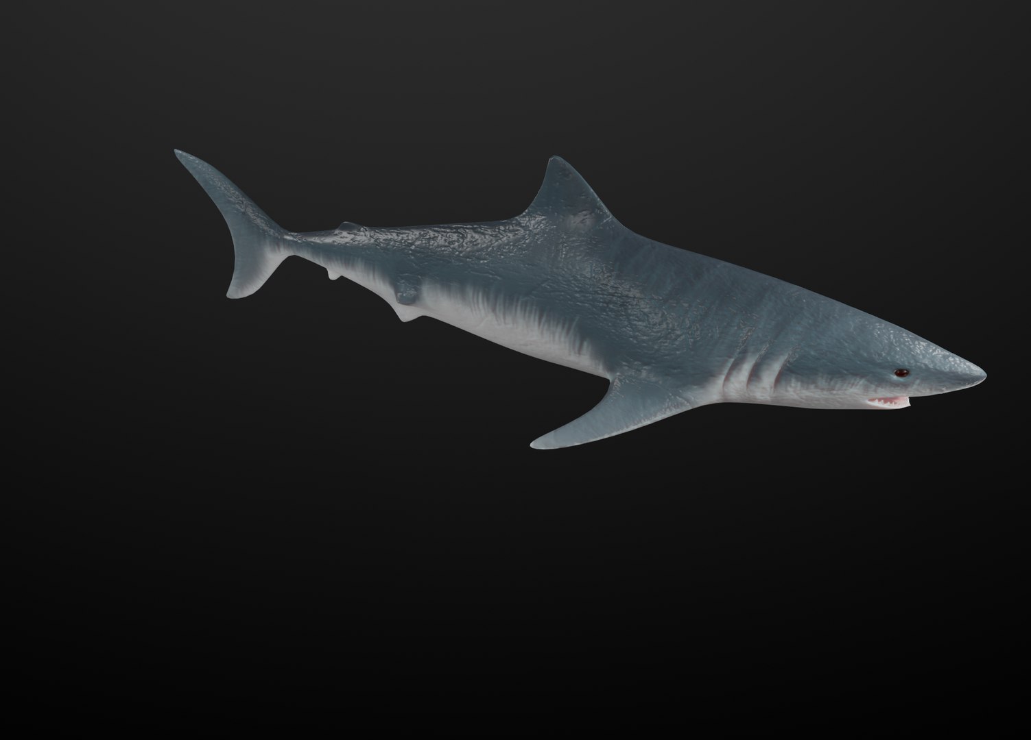 3D Shark Swimming Animation - TurboSquid 1615066