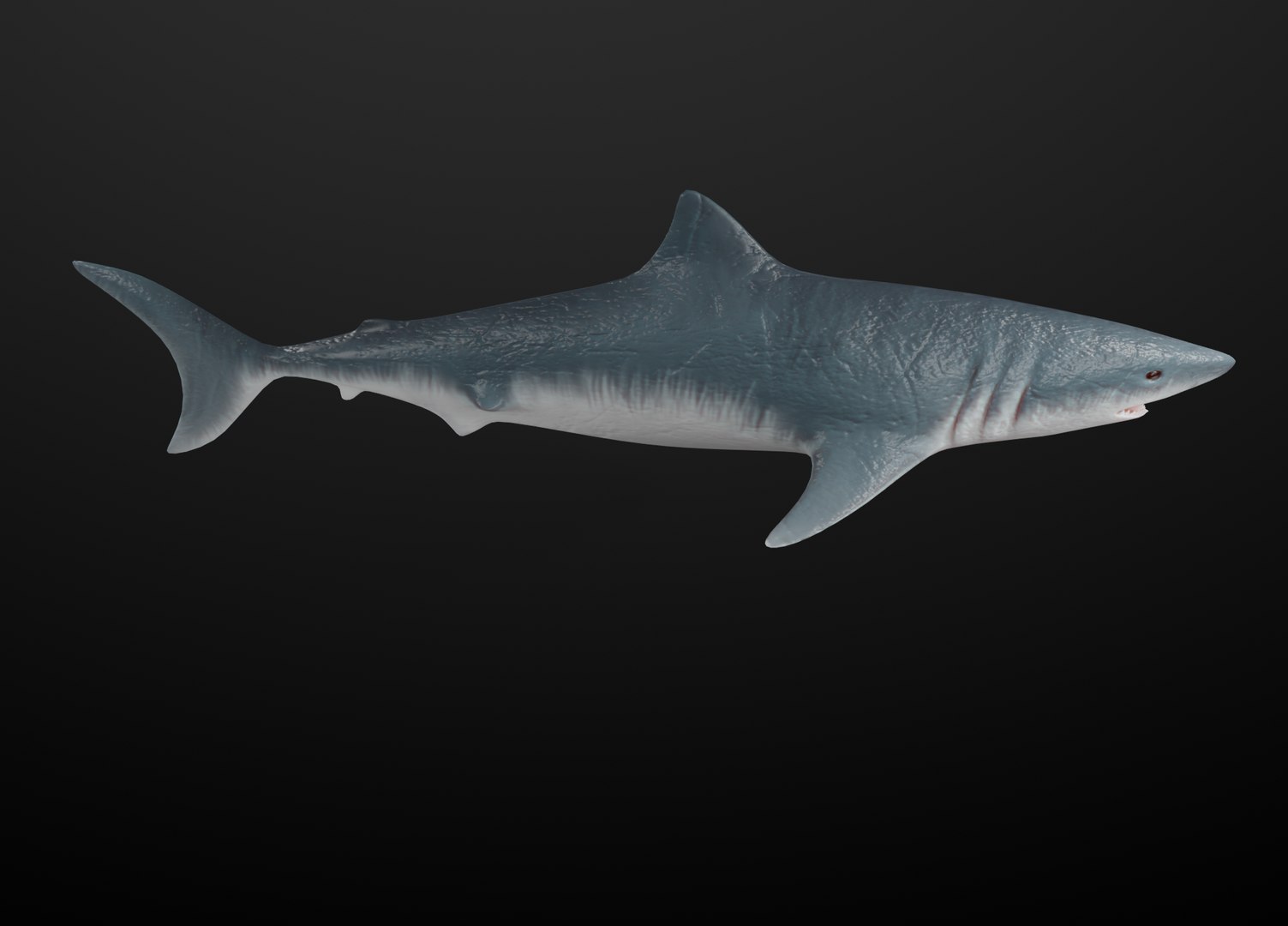 3D Shark Swimming Animation - TurboSquid 1615066