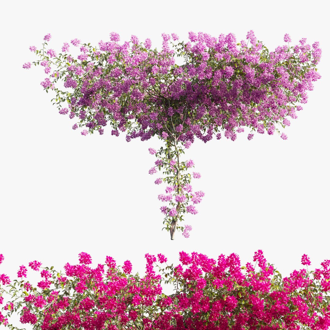 Bougainvillea Plant Set 67 3D - TurboSquid 2032189