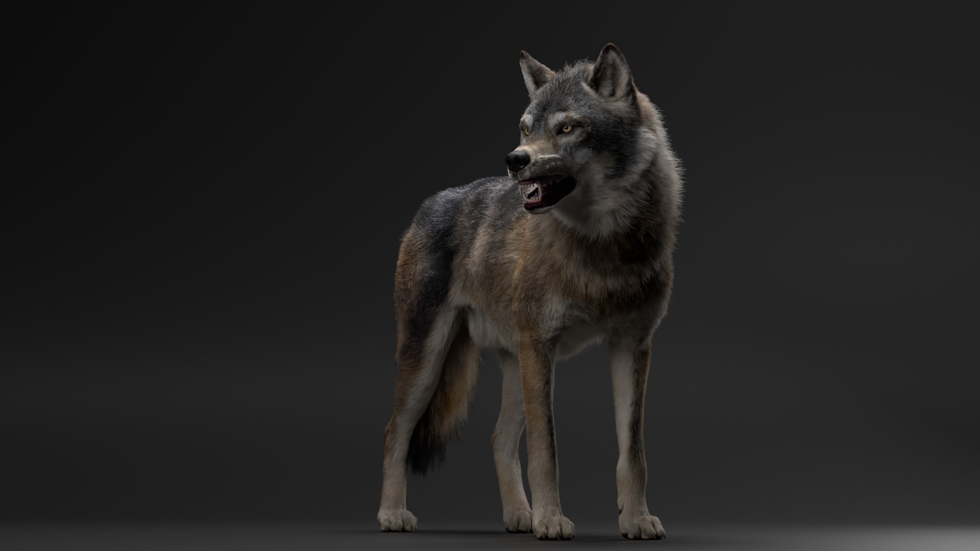 Rigged Gray Wolf Model With 4K Textures 3D Model 3D Model - TurboSquid ...