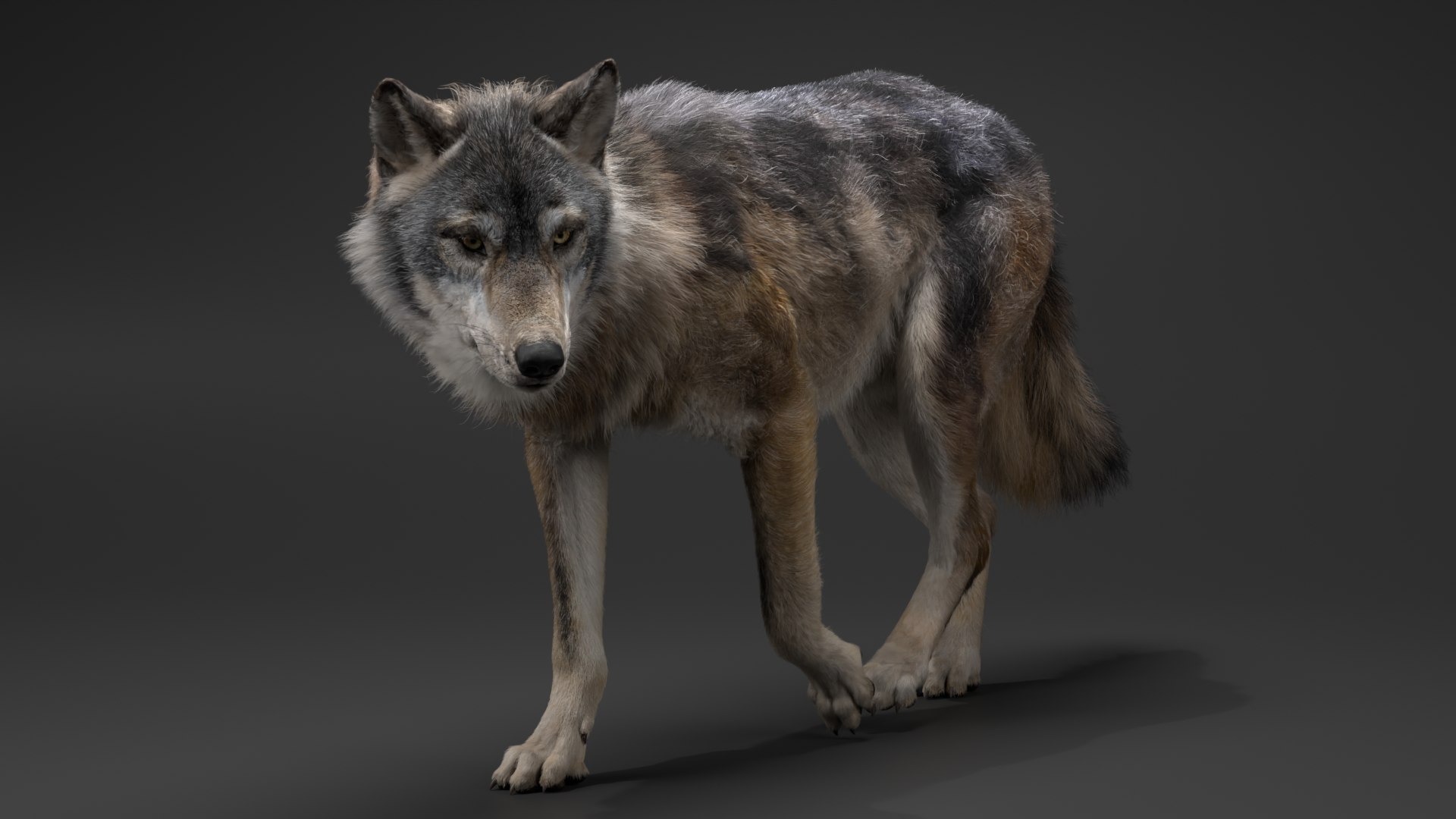 Rigged Gray Wolf Model With 4K Textures 3D Model 3D Model - TurboSquid ...