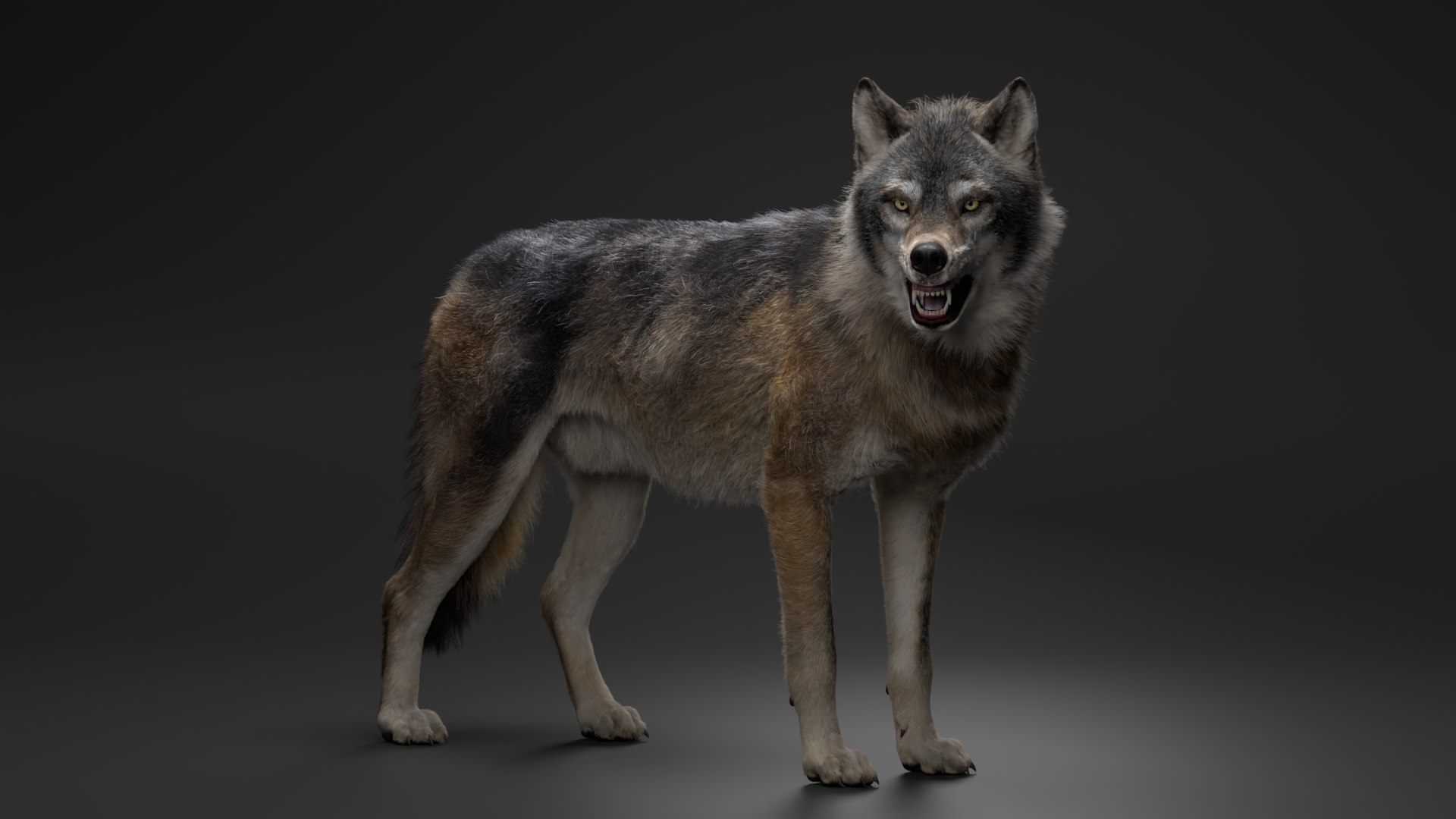 Rigged Gray Wolf Model With 4K Textures 3D Model 3D Model - TurboSquid ...