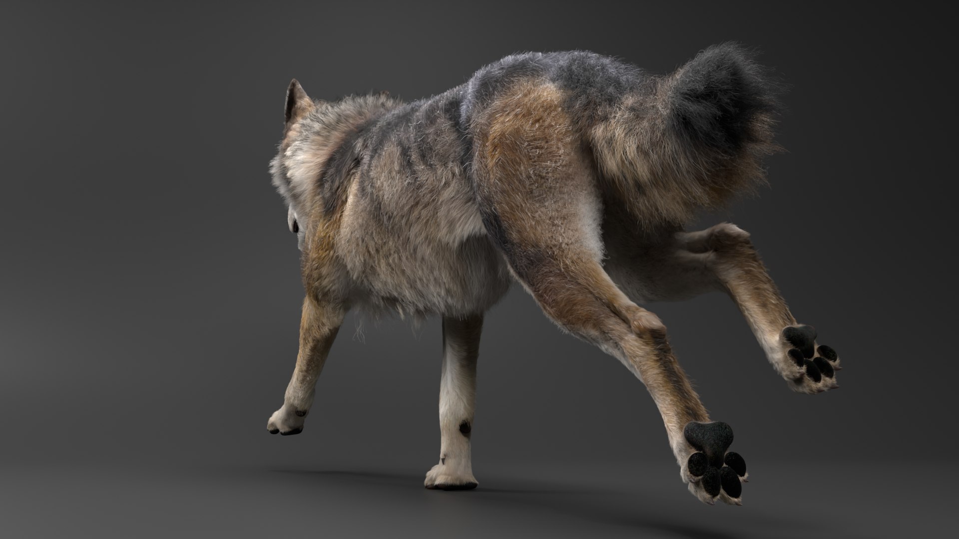 Rigged Gray Wolf Model With 4K Textures 3D Model 3D Model - TurboSquid ...