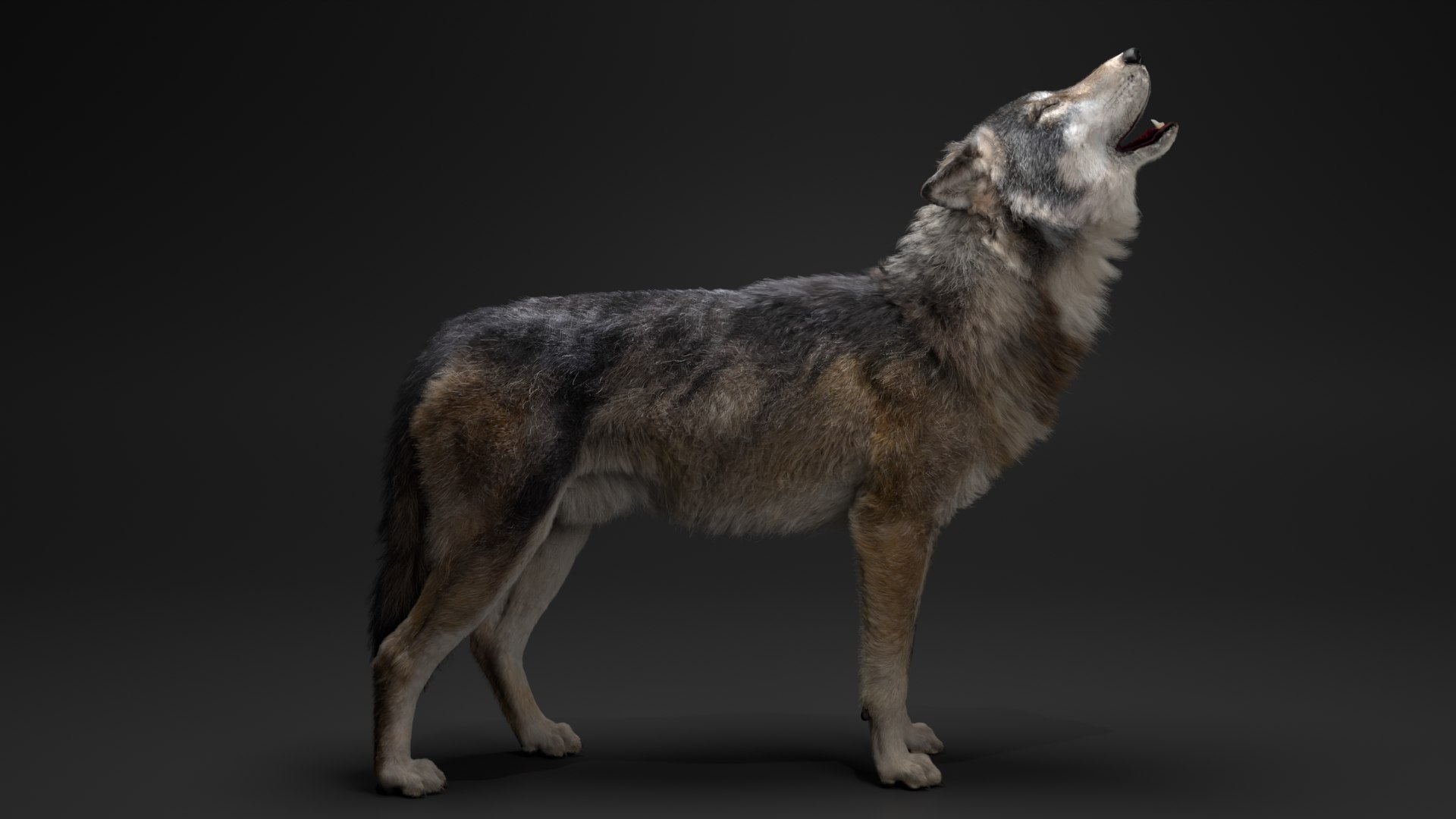 Rigged Gray Wolf Model With 4K Textures 3D Model 3D Model - TurboSquid ...