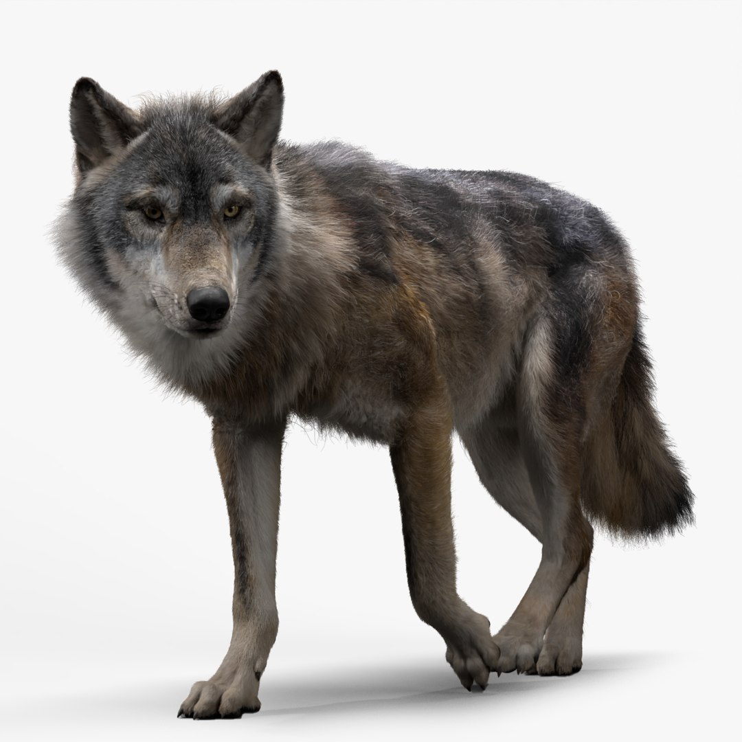 Rigged Gray Wolf Model With 4K Textures 3D Model 3D Model - TurboSquid ...