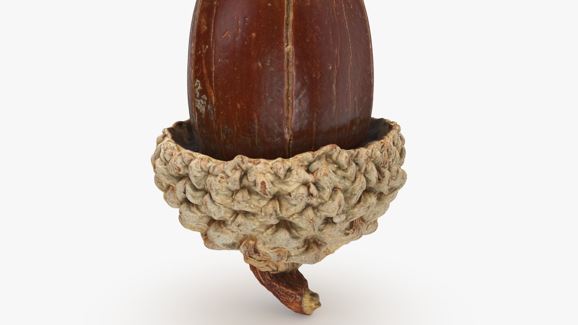 3D Acorn 02 - TurboSquid 2283134