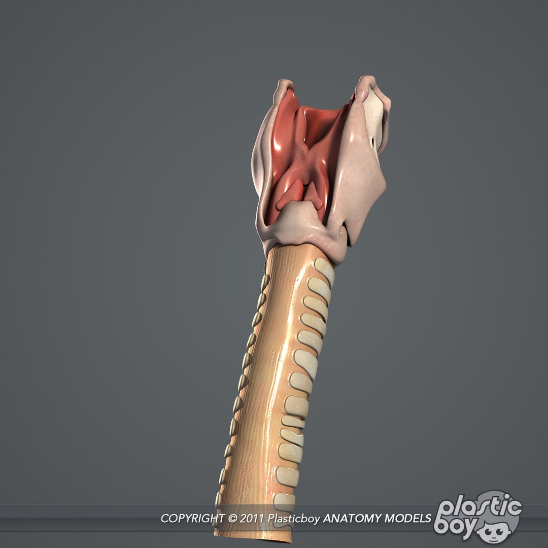 Medically Human Larynx 3d Model