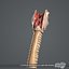 Medically Human Larynx 3d Model