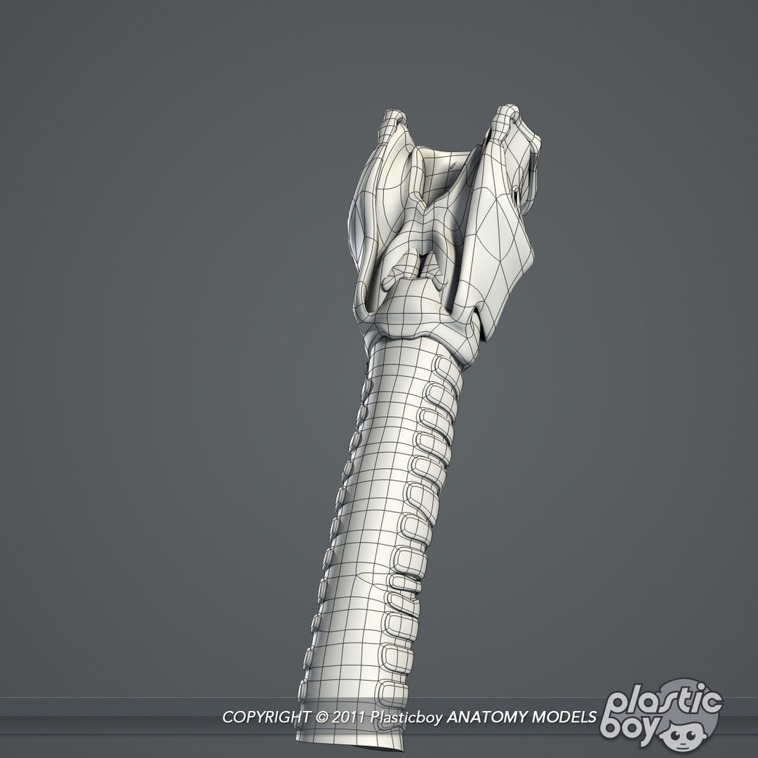 Medically Human Larynx 3d Model