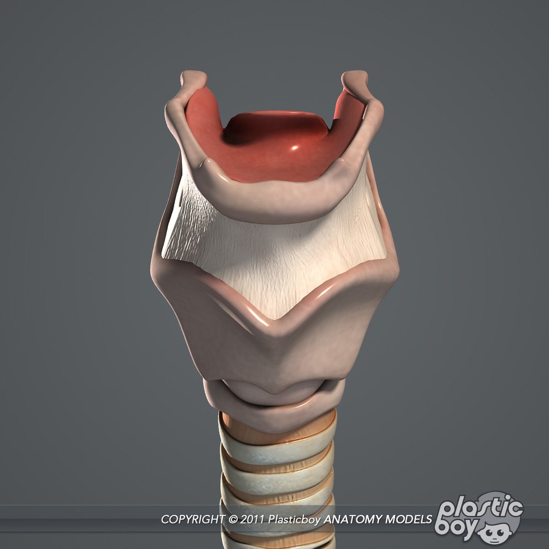 medically human larynx 3d model