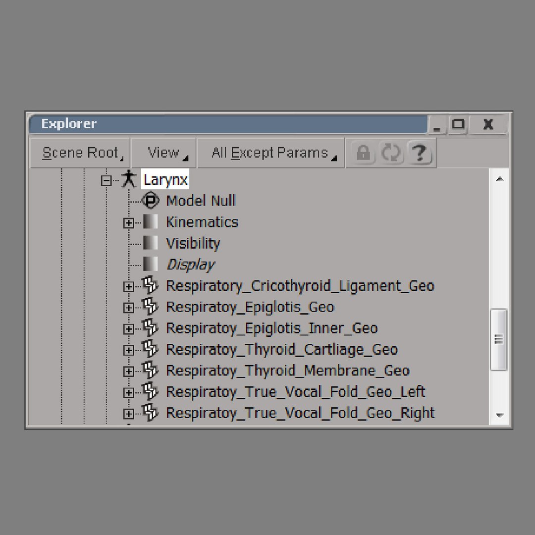 Medically Human Larynx 3d Model