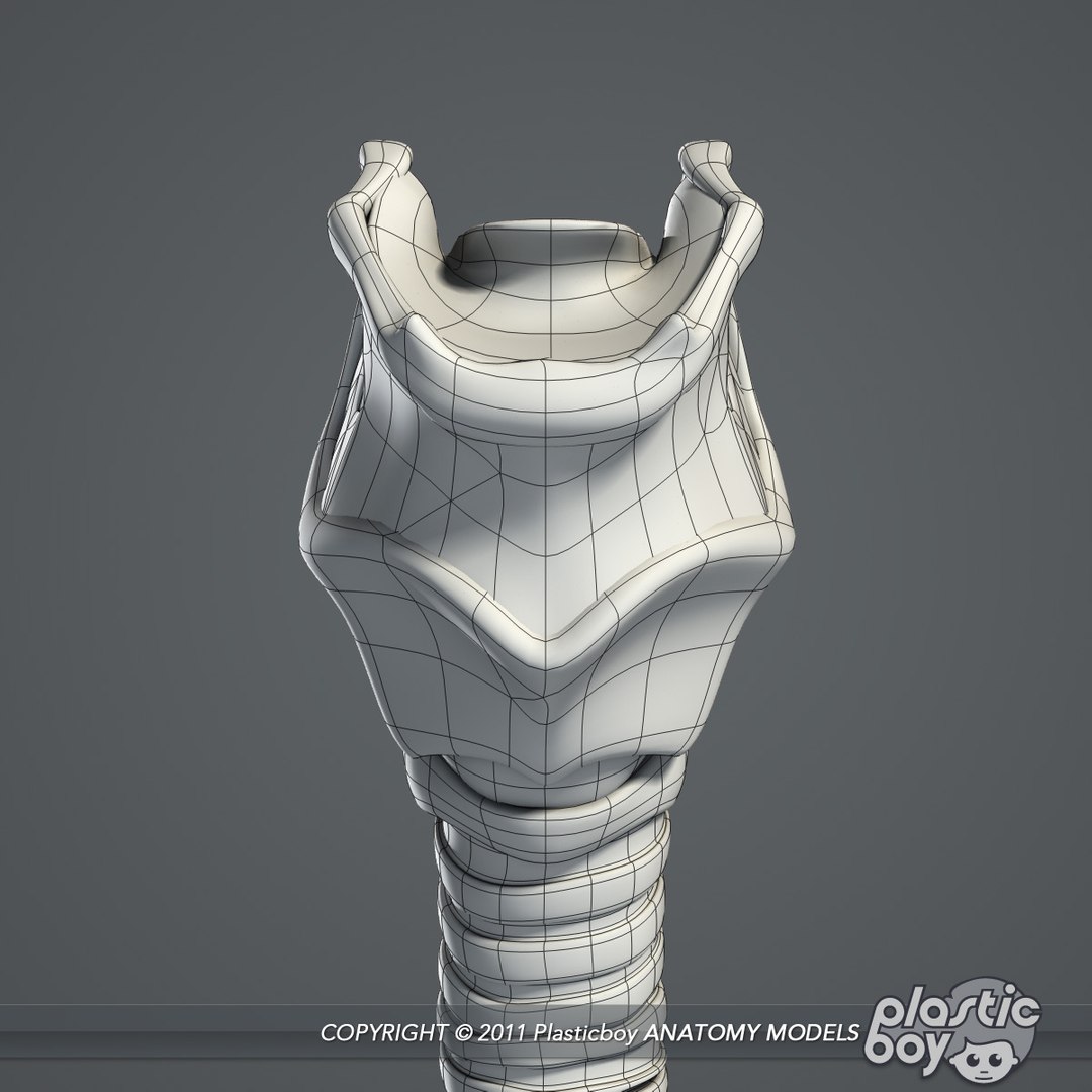 Medically Human Larynx 3d Model