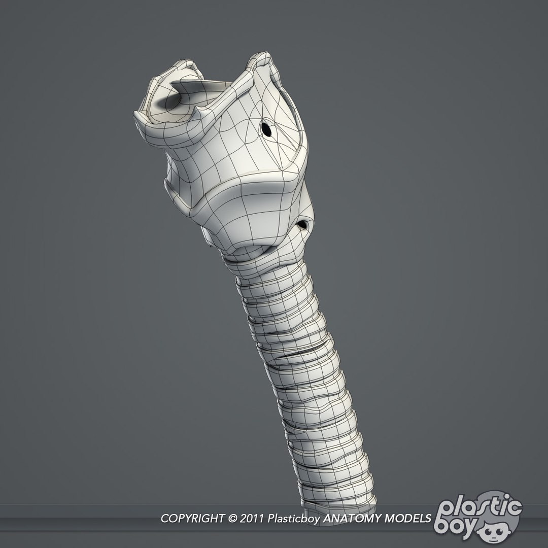Medically Human Larynx 3d Model