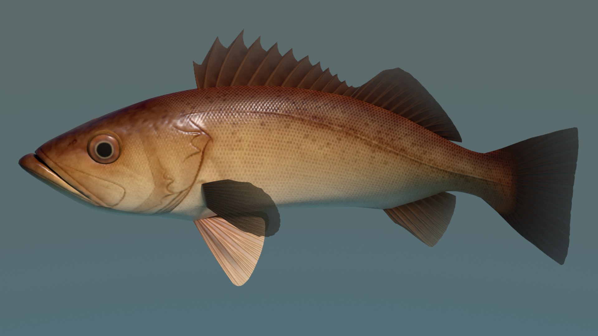 Bocaccio Fish 3d Model